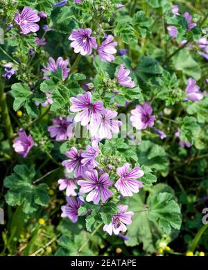 Natur Wilde Malve Malva sylvestris Bluehende Wilde Malve Malva ...