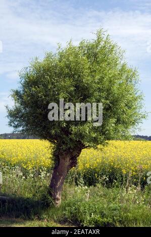 Korbweide (Salix viminalis Stock Photo - Alamy