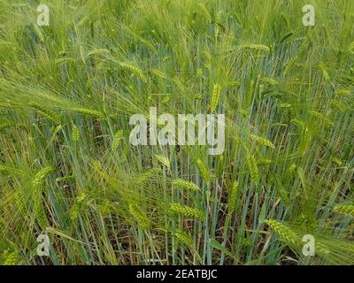 Triticale, Wintertriticale, Triticosecale, rimpauii Stock Photo - Alamy