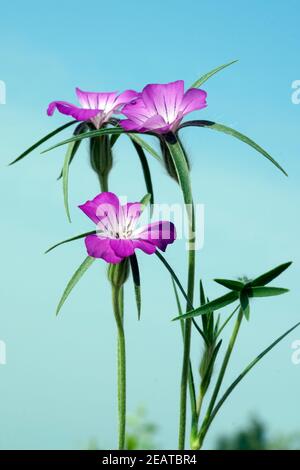 Corncockle ( Agrostemma githago ) medicinal plant , poisonous plant ...