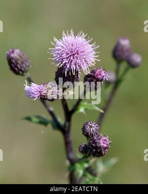 Acker-Kratzdistel, Ackerkratzdistel, Kratzdistel, Distel, Cirsium ...