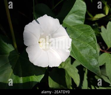 Zaunwinde, Calystegia sepium Stock Photo - Alamy