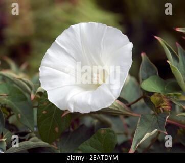 Zaunwinde Calystegia sepium Stock Photo - Alamy