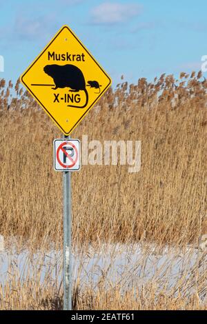 Algonac, Michigan - Muskrat Crossing sign in St. John's Marsh Stock ...