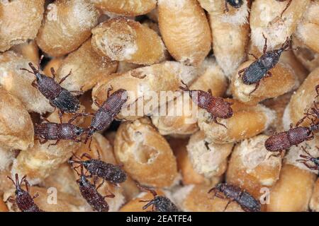 Wheat weevil, Granary weevil, Grain weevil (Sitophilus granarius ...