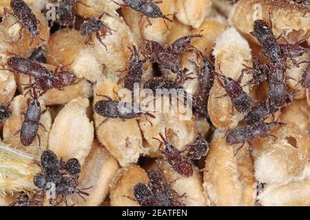 Wheat weevil, Granary weevil, Grain weevil (Sitophilus granarius ...