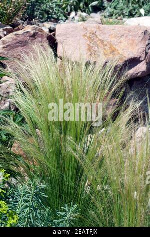 federgras, Stipa, tenuifolia, Zartes Stock Photo - Alamy
