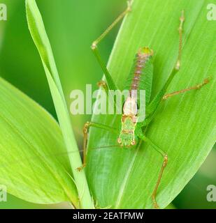 Kurzschwaenzige Plumpschrecke, Mimikry Stock Photo - Alamy