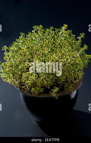 Zitronenthymian, Thymus, citriodorus Stock Photo - Alamy