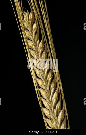 Gerste; Hordeum; vulgare Stock Photo - Alamy