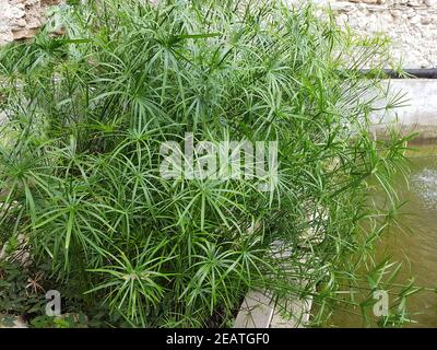 Zypergras; Cyperus alternifolius Stock Photo - Alamy
