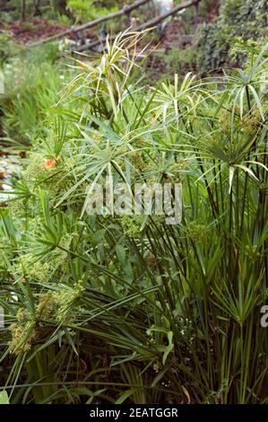 Zypergras, Cyperus, alternifolius Stock Photo - Alamy