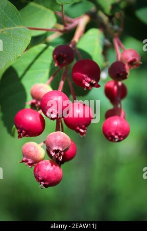 Saskatoon berries. Amelanchier tree branch Stock Photo - Alamy