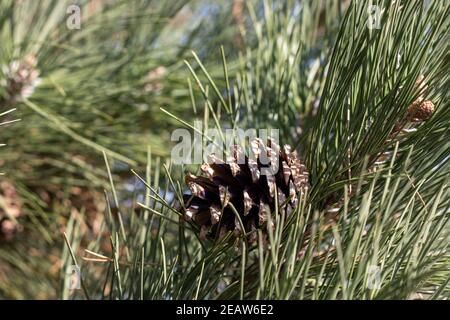 Side Angle view of pine cone on tree branch Stock Photo - Alamy