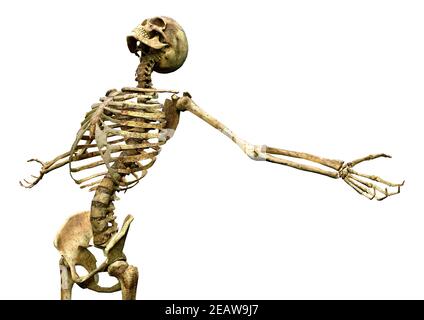 3D Rendering Human Skeleton on White Stock Photo - Alamy