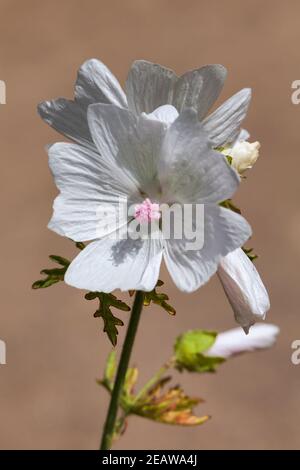 Close up of a white musk mallow (malva moschata) flower in bloom Stock ...