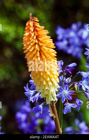 Single Kniphofia or Tritoma or Red hot poker or Torch lily or Knofflers ...