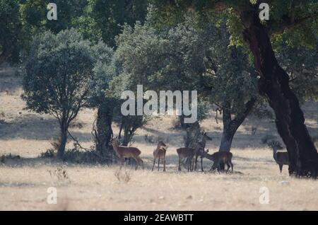 Spanish red deers Cervus elaphus hispanicus. Female and its cub in the ...