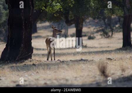 Iberian Red Deer - Cervus elaphus hispanicus, large beautiful iconic ...