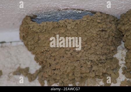 Nest of common house martin Stock Photo - Alamy