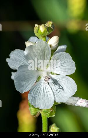 Close up of Checker Mallow (Sidalcea organa). Graham Oaks Nature Parks ...