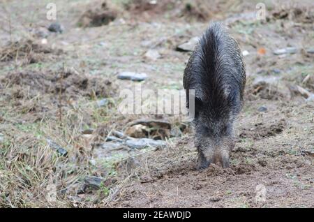 Wild boar rooting in the earth Stock Photo - Alamy