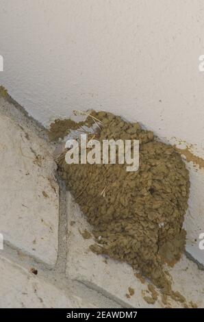 Nest of common house martin Stock Photo - Alamy