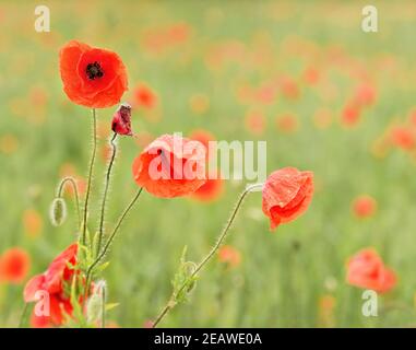 Unripe wheat field in spring close up, planted field Stock Photo - Alamy