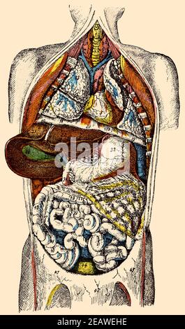 Antique medical illustration of human viscera, internal organs and the ...
