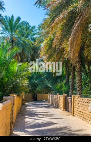 Traditional falaj system irrigation in a date oasis in Saudi Arabia ...