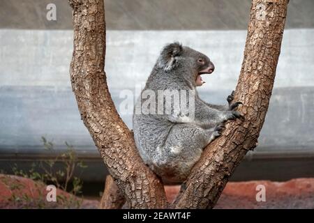 Portrait of a koala yawning in a eucalyptus tree, Mikkira Station, Port ...