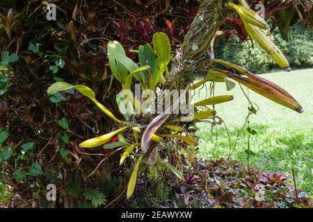 Cattleya trianae orchid growing in a tree in Barichara, Colombia ...