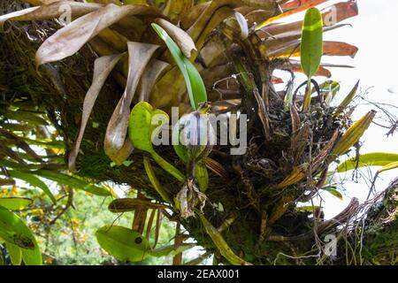 Cattleya trianae orchid growing in a tree in Barichara, Colombia ...