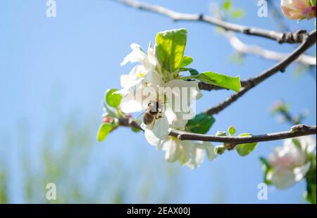 Spring flowering apple tree. Many blossoming white flowers on the ...