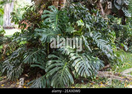 Ceriman or Swiss Cheese Plant, Monstera deliciosa, Uxmal archeological ...