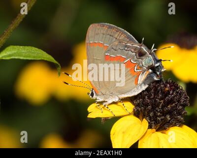 Red-banded Hairstreak, Calycopis cecrops, on white sweet clover ...