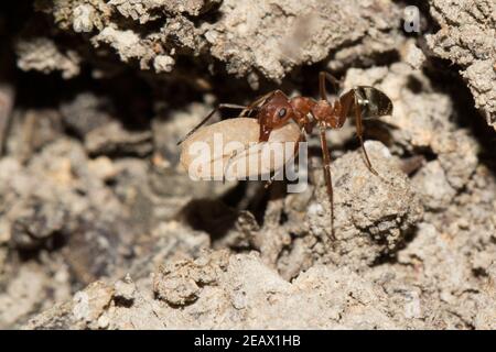 Slave-making ants carrying the brood of the raided colony Stock Photo ...