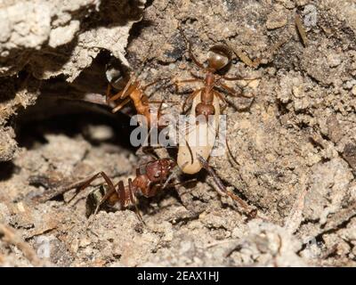 Slave-making ants carrying the brood of the raided colony Stock Photo ...