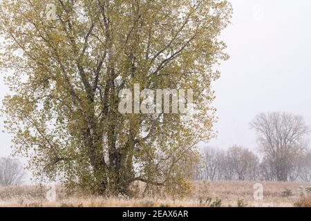 Eastern Cottonwood (Populus deltoides Stock Photo - Alamy