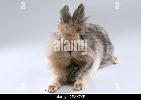 A cute sitting chocolate colored lionhead bunny rabbit, isolated on ...