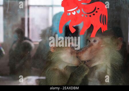 China, Qinghai, Xining, Chinese New Year festival, Illuminated dragon ...