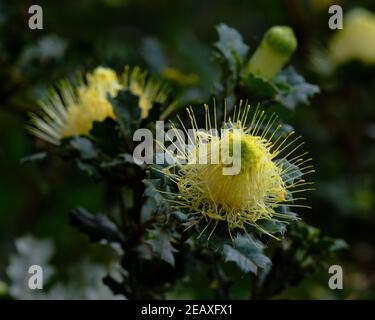 Parrot Bush (Banksia sessilis Stock Photo - Alamy