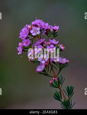 native Australian Geraldton waxflower plant in beautiful tropical ...
