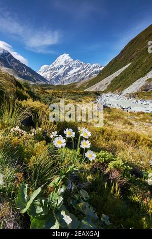 Mount Cook Lily,, also called the Great Mountain Buttercup, or Shepherd ...