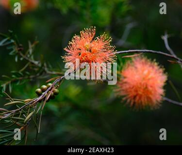 Scarlet Honey Myrtle (Melaleuca fulgens), inflorescens Stock Photo - Alamy