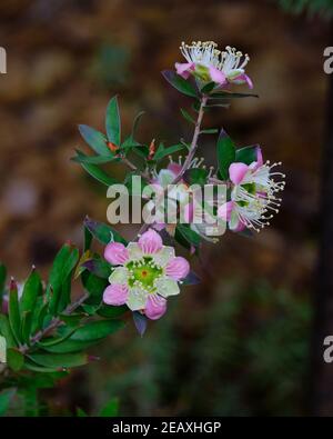 Tea-tree flowers- Leptospermum hybrid-Family Myrtaceae Stock Photo - Alamy