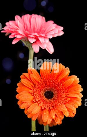 Gerbera with stem isolated on black background Stock Photo - Alamy