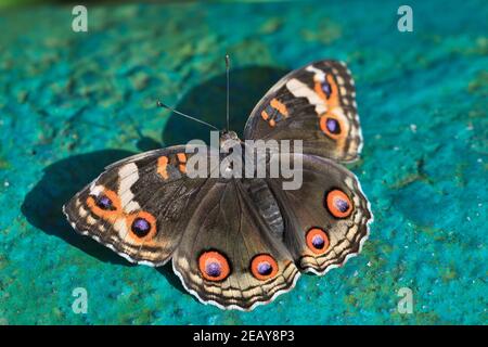 The blue pansy butterfly, Junonia orithya on Pink Gerber Daisy Stock ...
