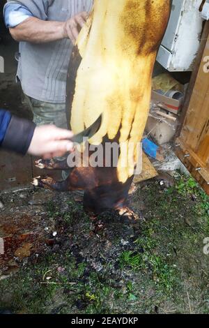 Pig slaughtering ham production process. Pork snout Stock Photo - Alamy
