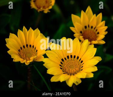 Bright yellow Treasure flower (Gazania rigens) in a flower pot Stock ...